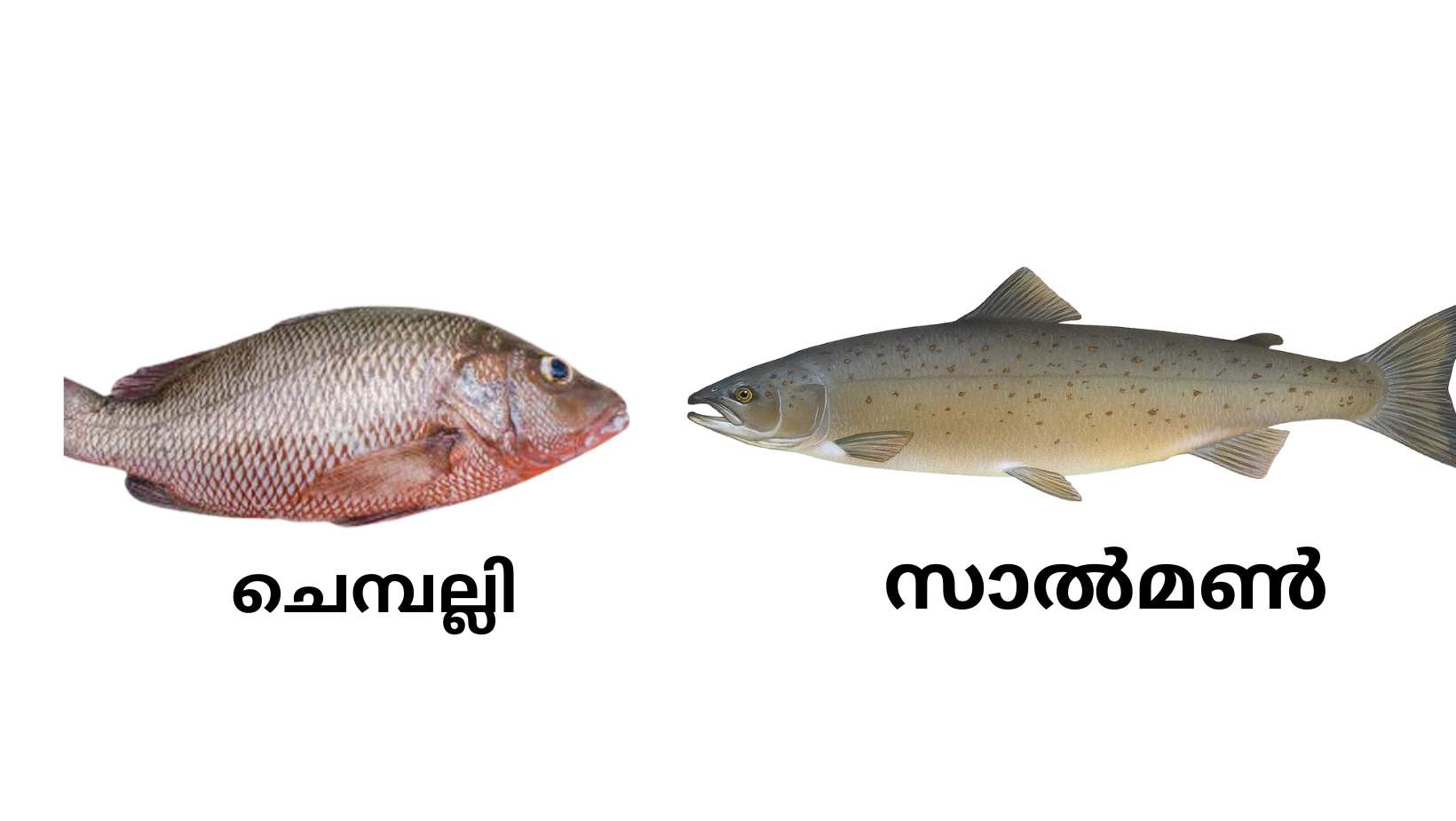 Salmon Fish In Malayalam - Malayalam Talks